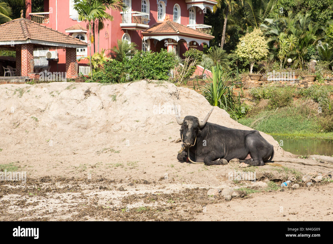 big black cow lying on the ground India Stock Photo - Alamy