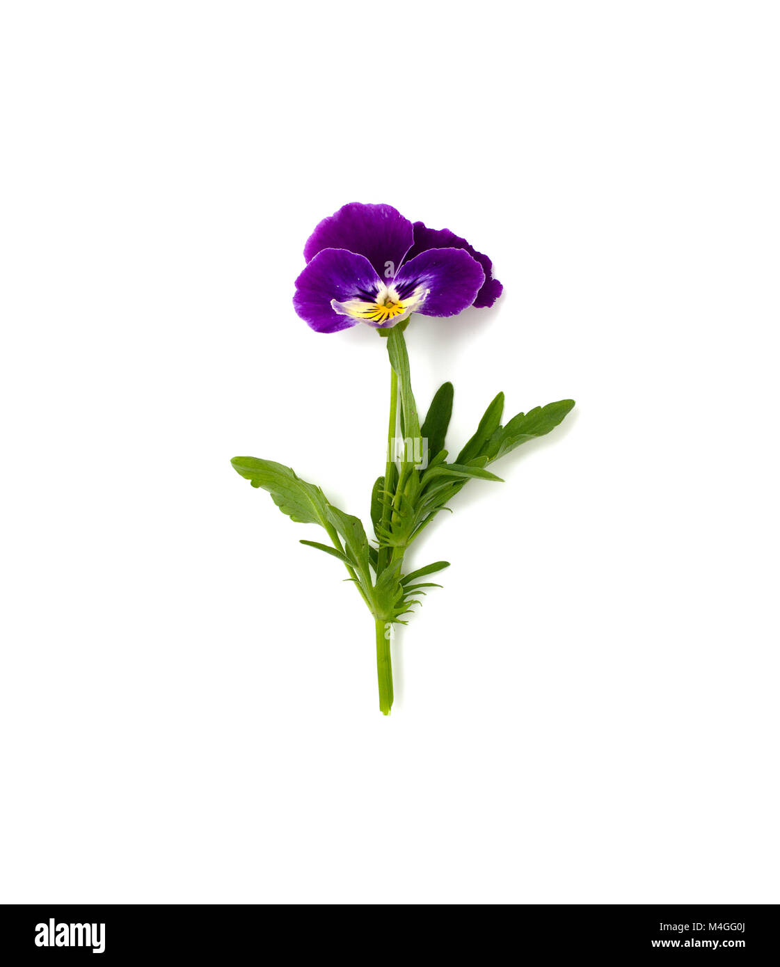 Pansy flower plant nature Cut Out Stock Images & Pictures - Alamy