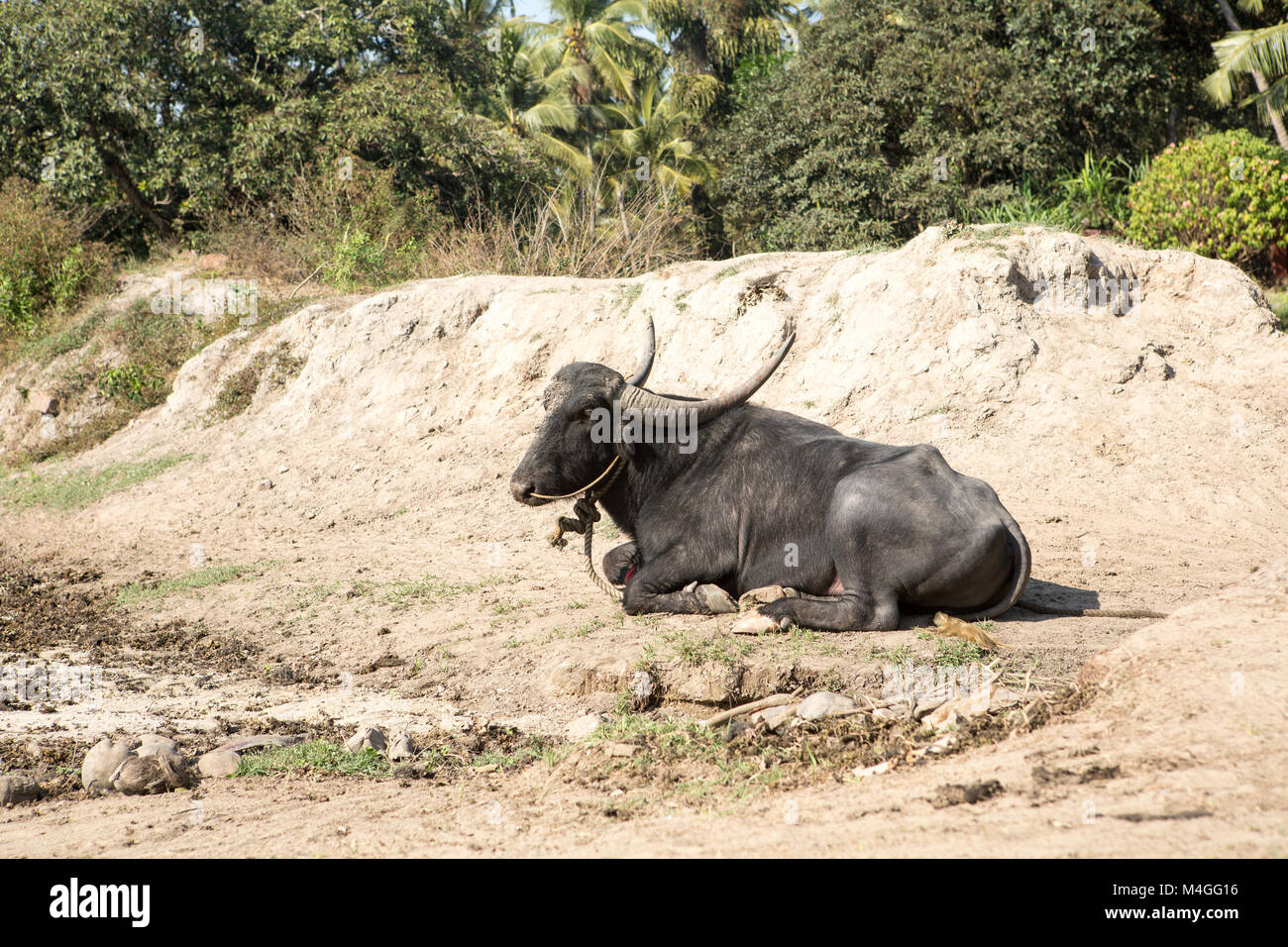 big black cow lying on the ground India Stock Photo - Alamy