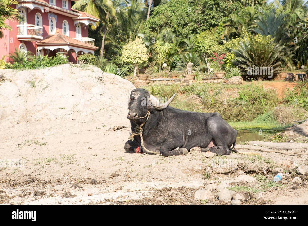 big black cow lying on the ground India Stock Photo - Alamy