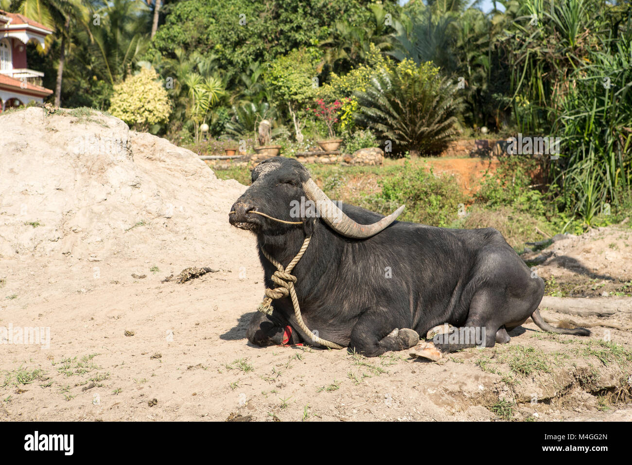 big black cow lying on the ground India Stock Photo - Alamy