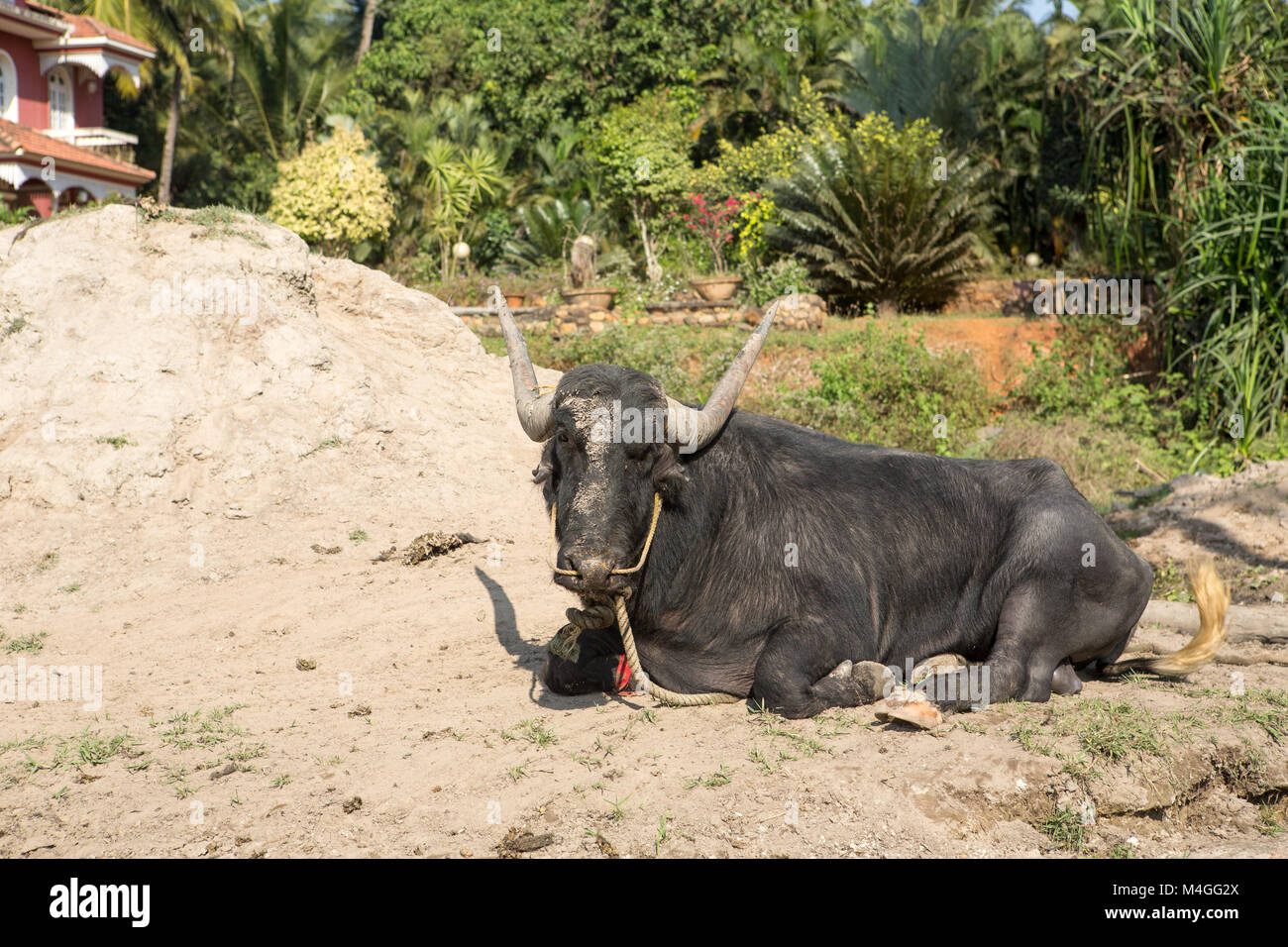 big black cow lying on the ground India Stock Photo - Alamy