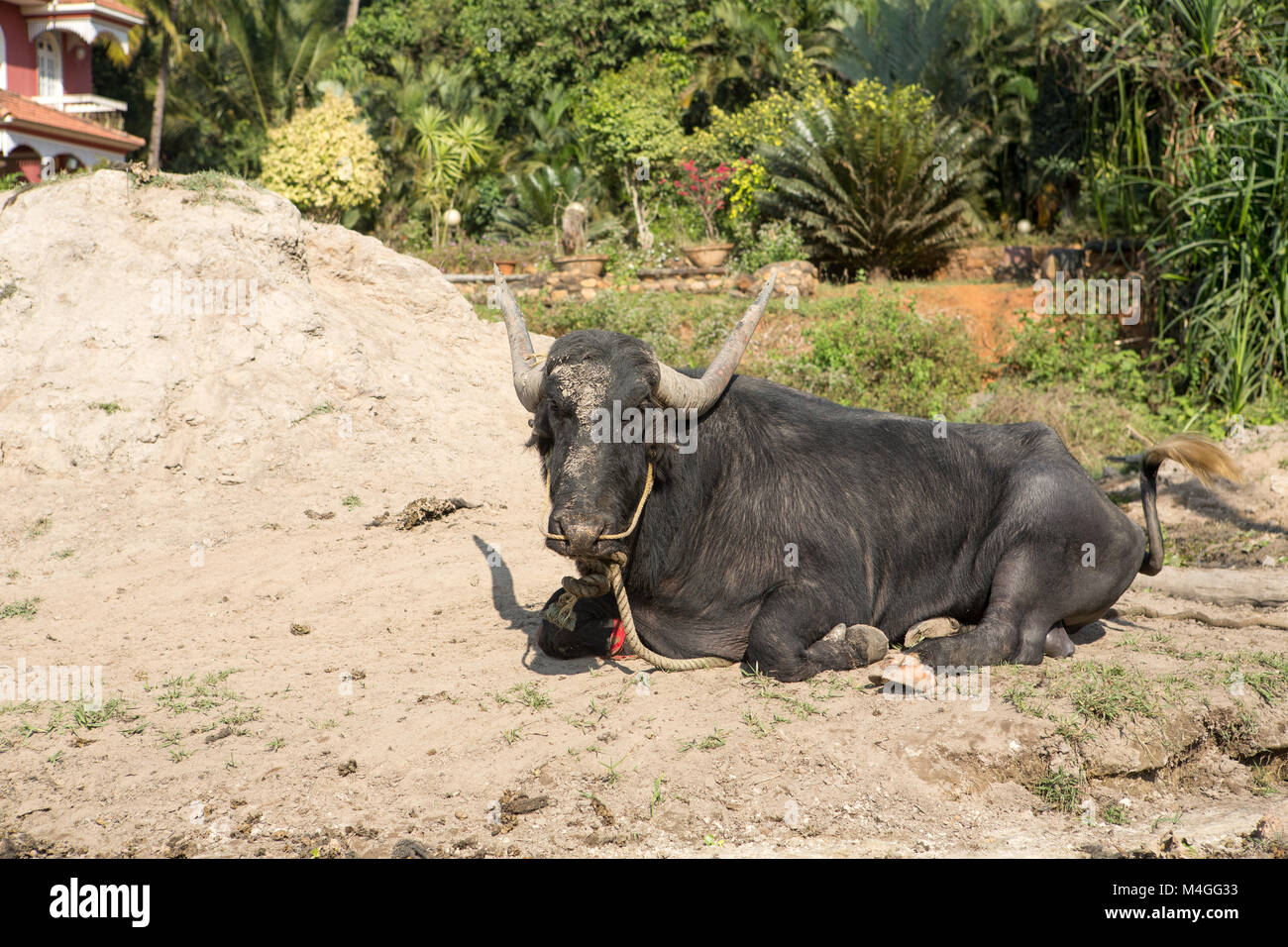 big black cow lying on the ground India Stock Photo - Alamy
