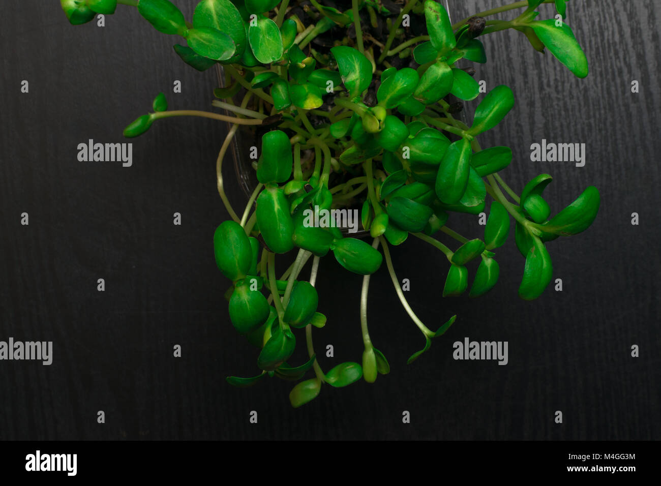 organic pea tendrils isolated in black background Stock Photo - Alamy