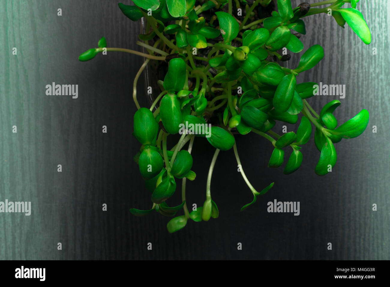 Pea Tendrils High Resolution Stock Photography and Images - Alamy