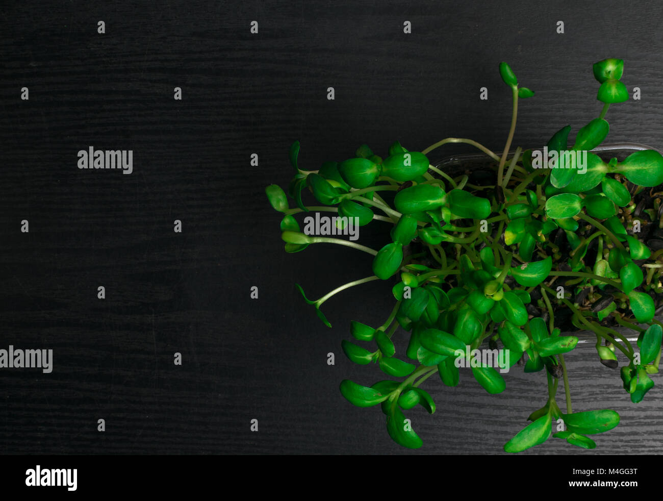 organic pea tendrils isolated in black background Stock Photo - Alamy