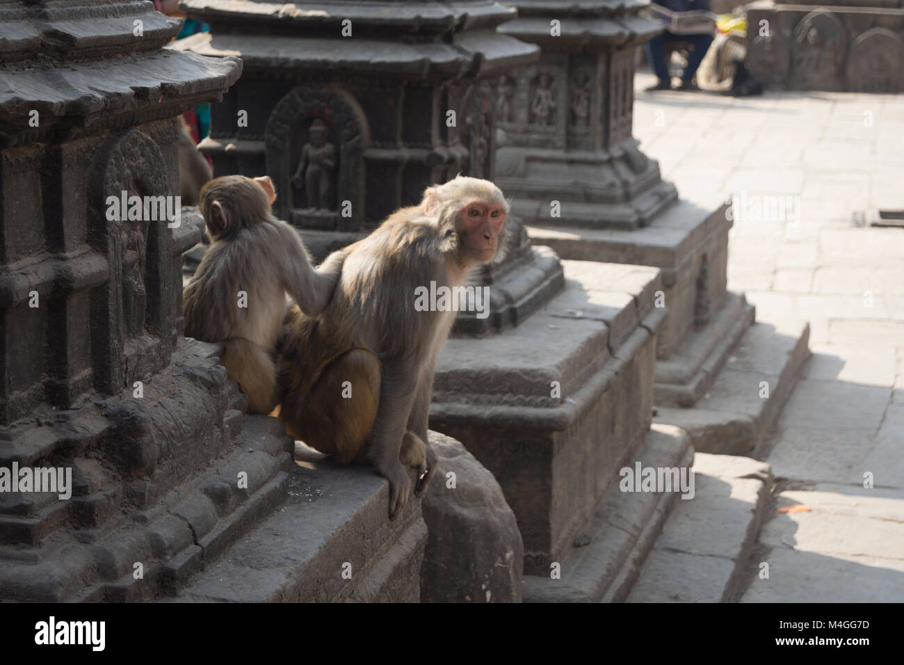 Monkeys in Swayambunath temple, Kathmandu (Nepal Stock Photo - Alamy