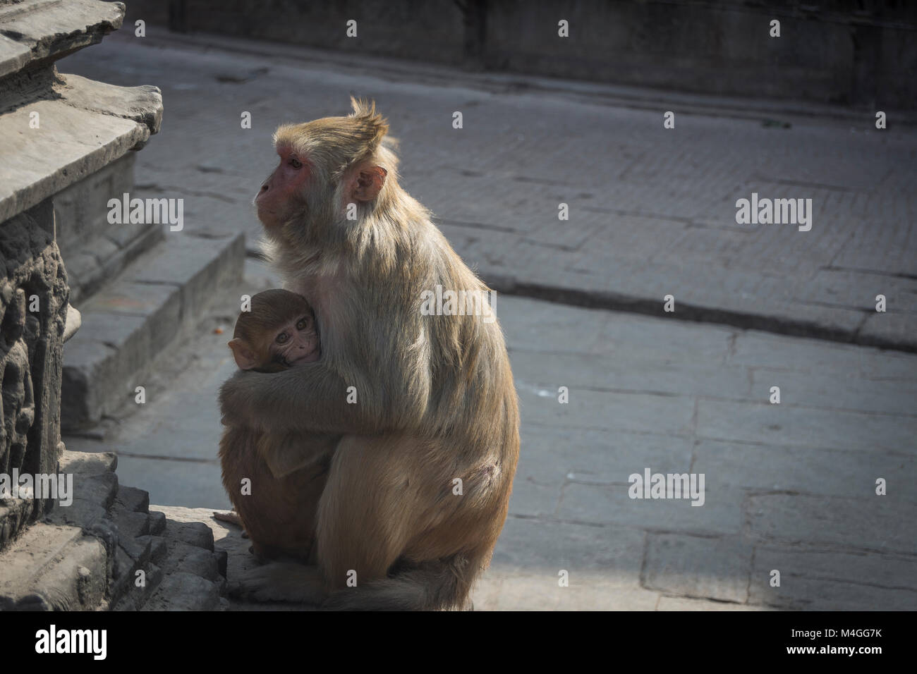 Monkeys in Swayambunath temple, Kathmandu (Nepal Stock Photo - Alamy