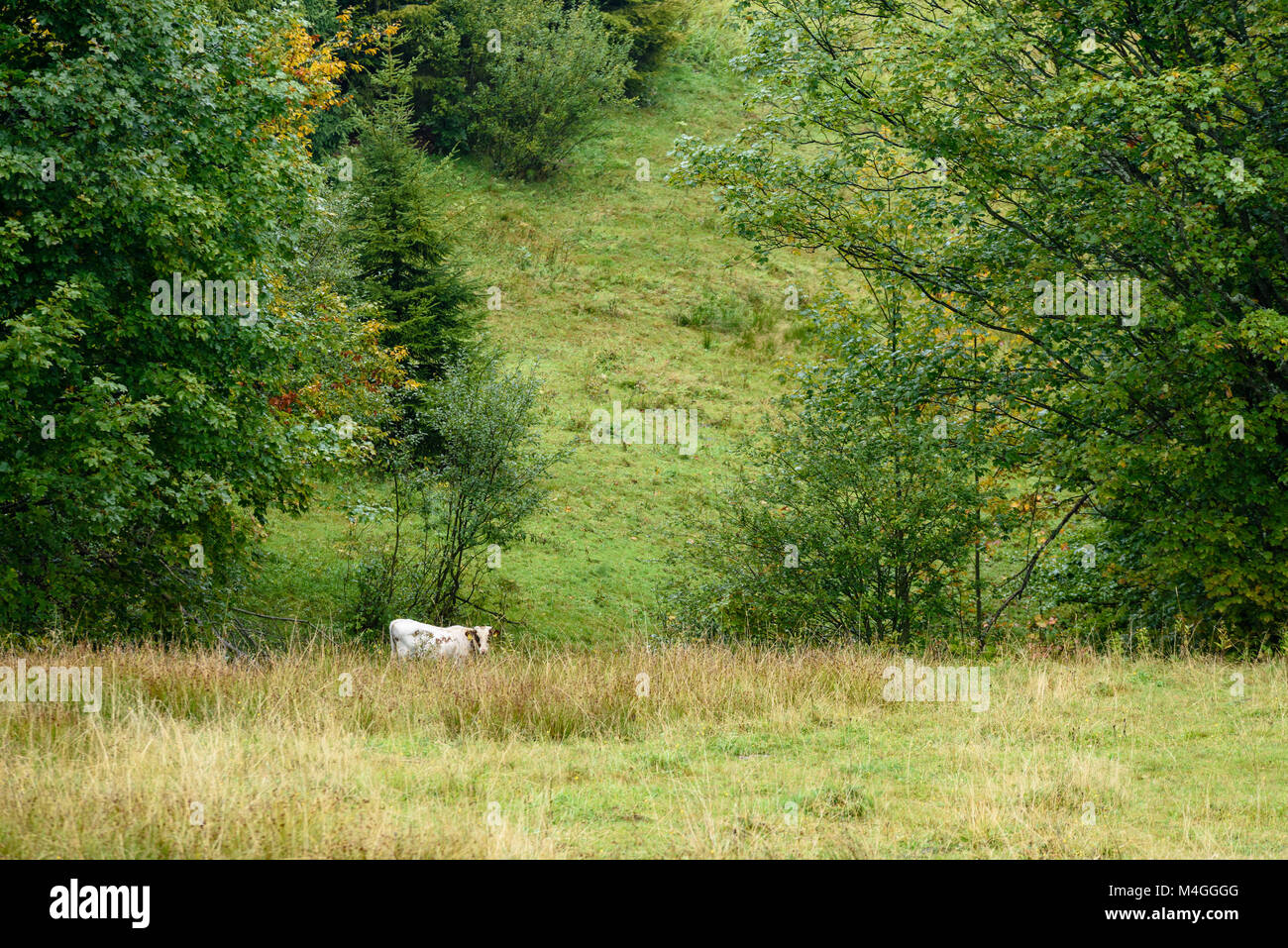 tree trunk textures in natural environment. natural environmental ...