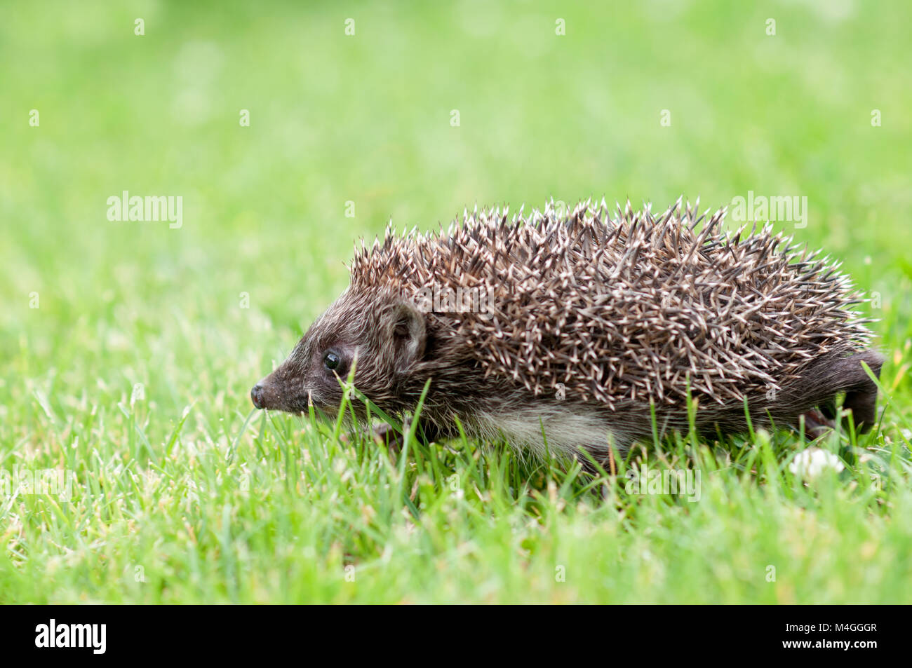 Small grey hedgehog walking through a grass Stock Photo - Alamy