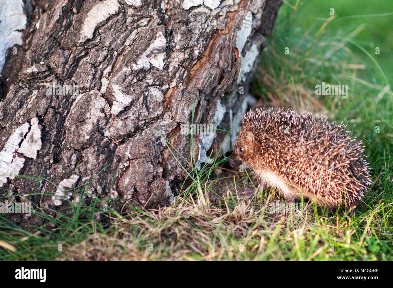 Hedgehog on moss log hi-res stock photography and images - Alamy