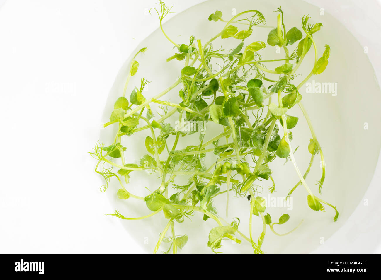 organic pea tendrils isolated in white background in water Stock Photo ...