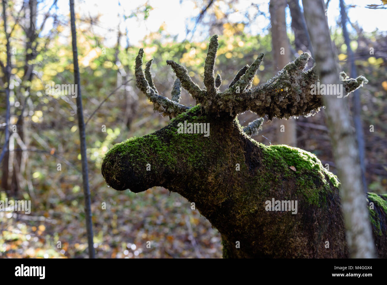 autumn colored trees in the park covered with moss in wet sunny day ...