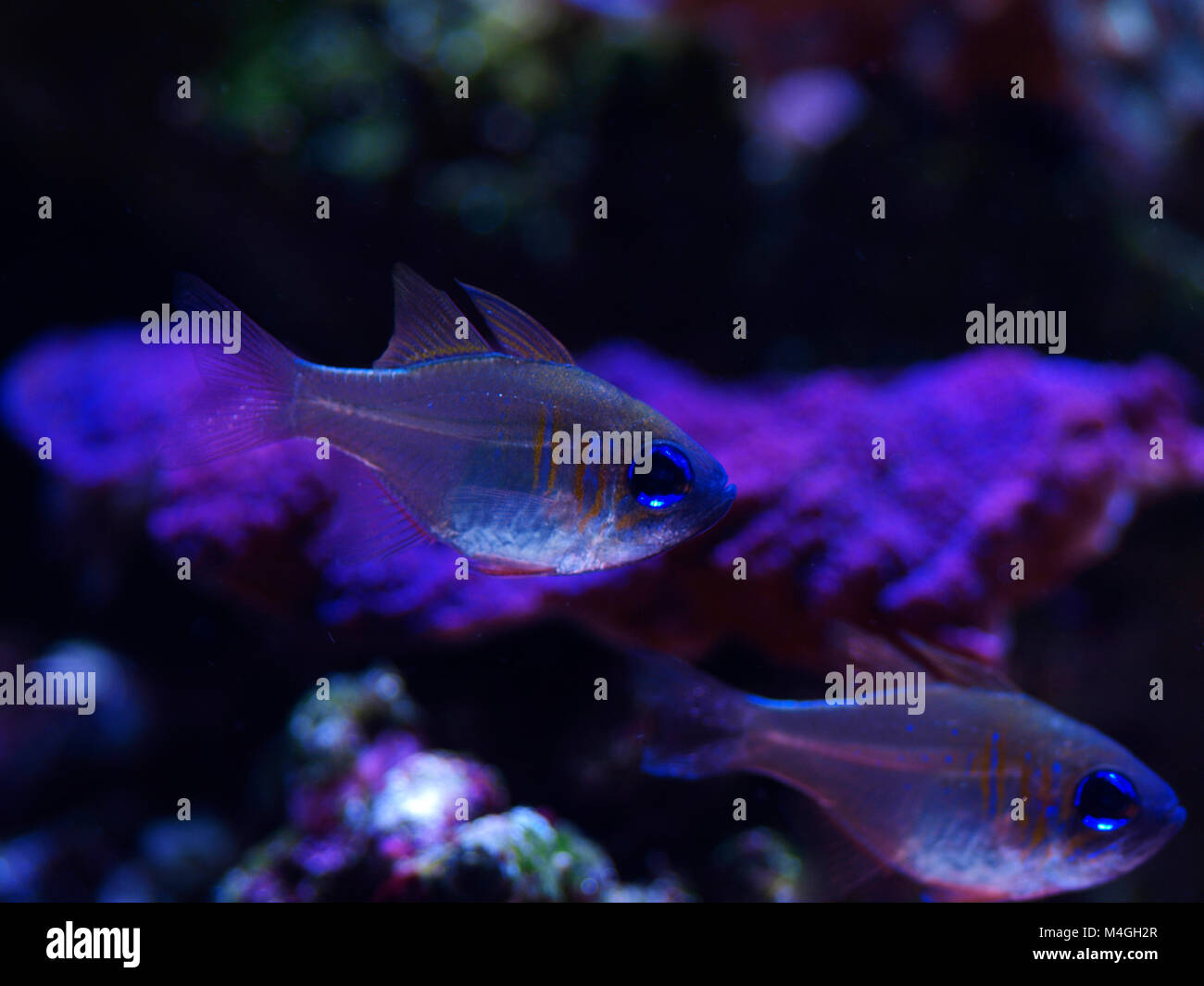 Longspine cardinal hi-res stock photography and images - Alamy