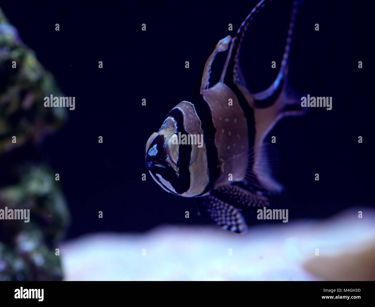 Fish swimming tank landscape hi-res stock photography and images - Alamy