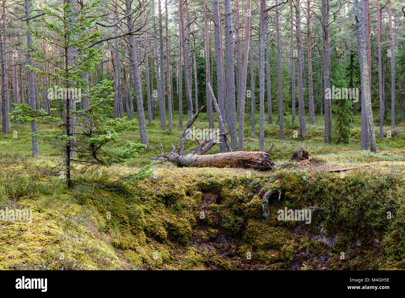 tree trunk textures in natural environment. natural environmental ...