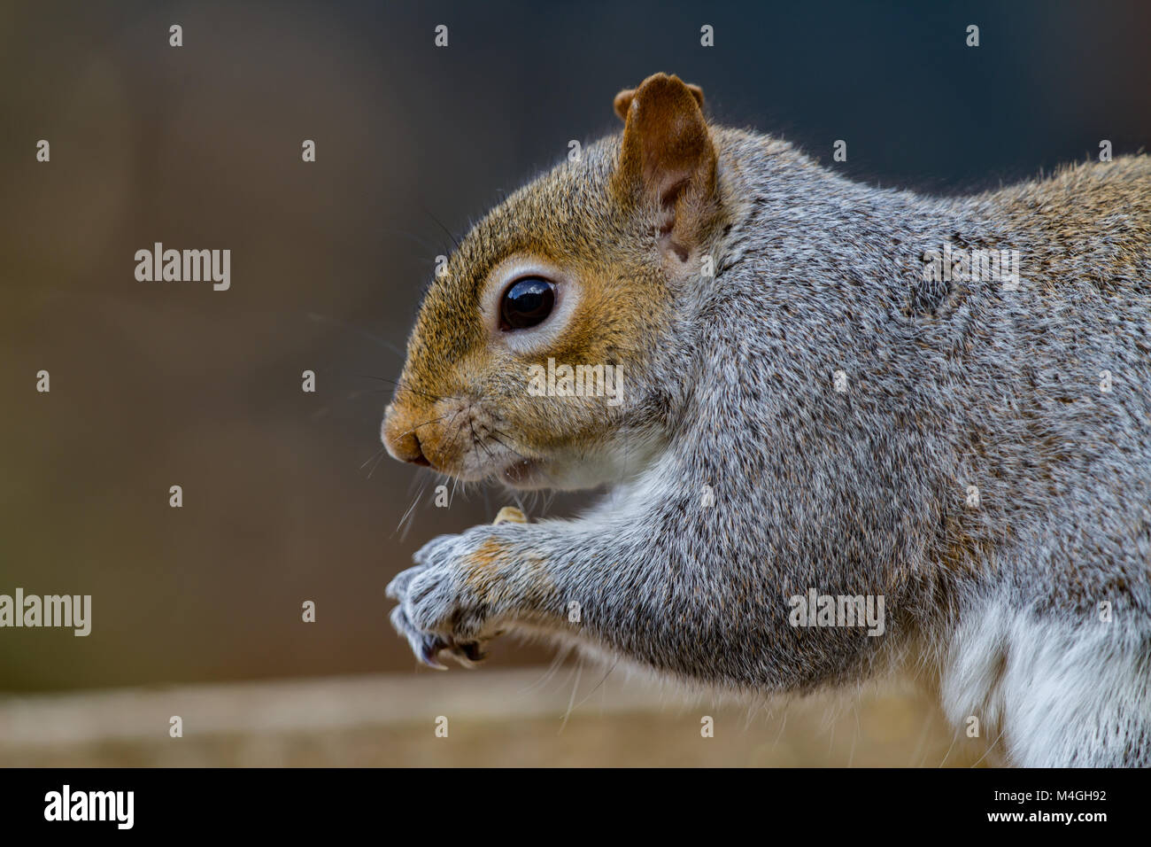 Grey Squirrel Sciurus carolinensis Closeupt of single adult feeding ...