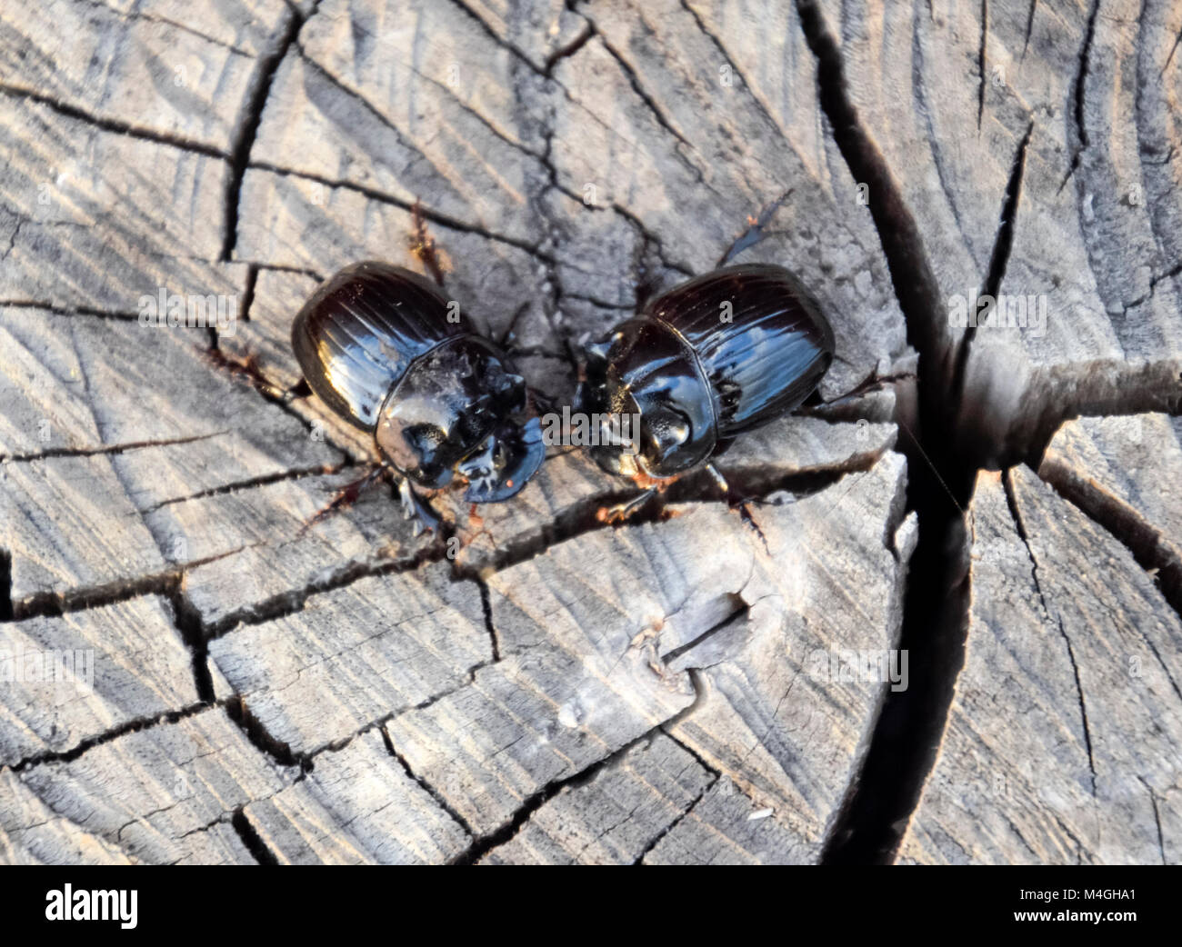 A rhinoceros beetle on a cut of a tree stump. A pair of rhinoceros ...