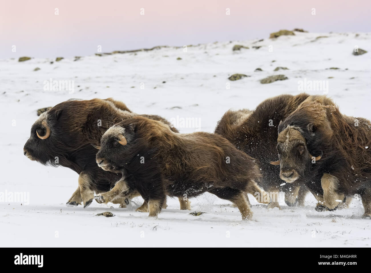 Musk ox on the mountain in Drovefjell national park 2017 Stock Photo ...