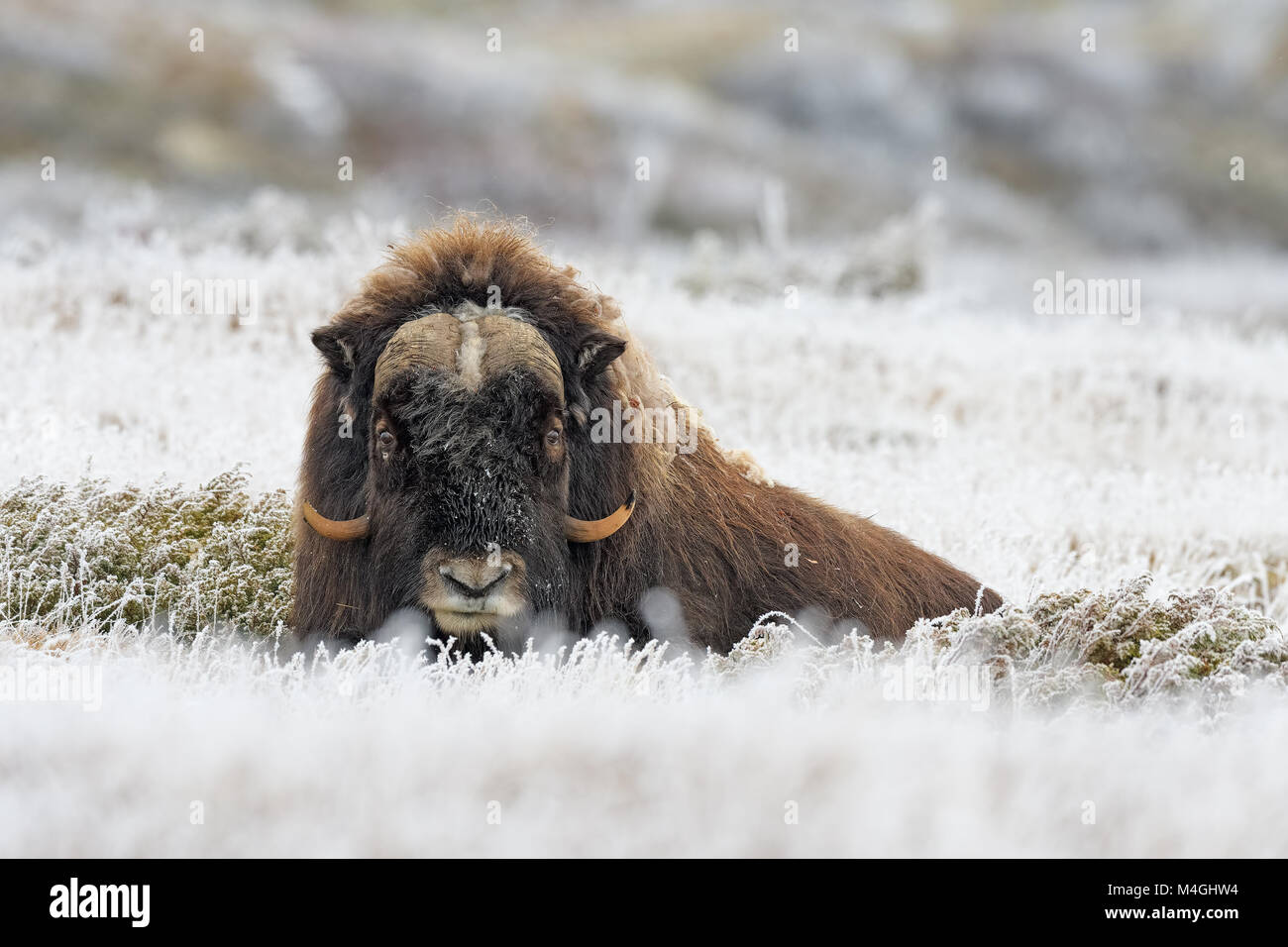 Musk ox running hi-res stock photography and images - Alamy