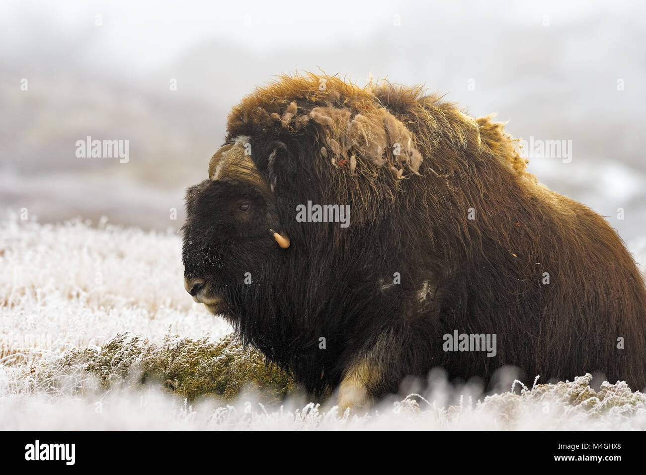 Musk ox on the mountain in Drovefjell national park 2017 Stock Photo ...