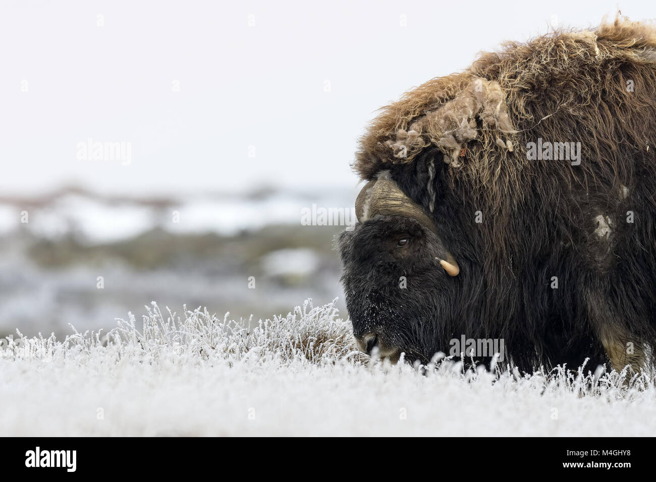 Musk ox on the mountain in Drovefjell national park 2017 Stock Photo ...