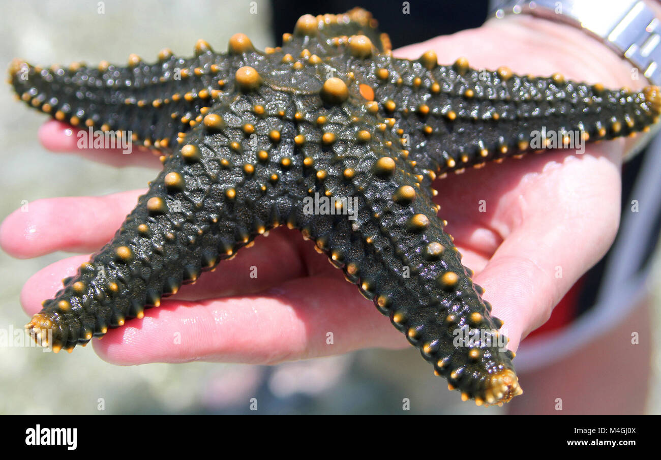 Yellow star fish hi-res stock photography and images - Alamy