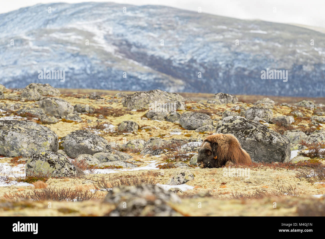 Musk ox on the mountain in Drovefjell national park 2017 Stock Photo ...