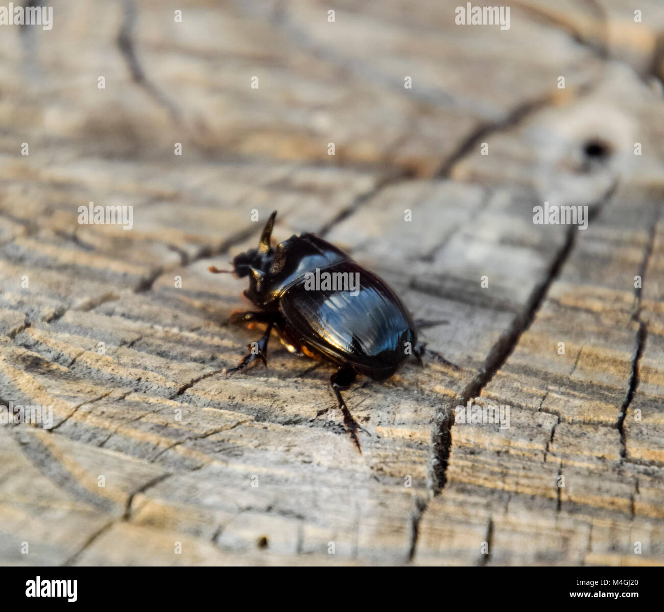 A rhinoceros beetle on a cut of a tree stump. A pair of rhinoceros ...