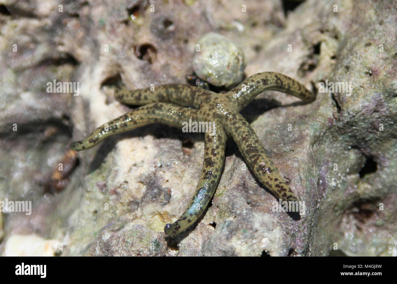 Common Comet Star on exposed coral crest, Linckia guildingi, Zanzibar ...