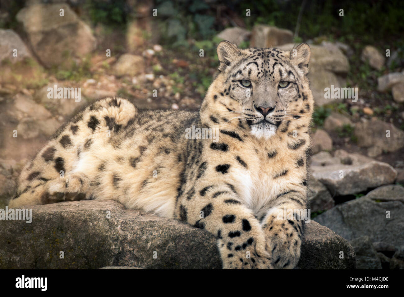 Leopard pose hi-res stock photography and images - Alamy