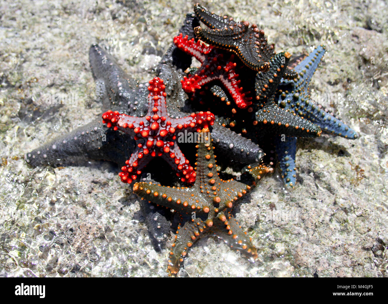 Pile of different coloured Starfish, Zanzibar, Tanzania Stock Photo - Alamy