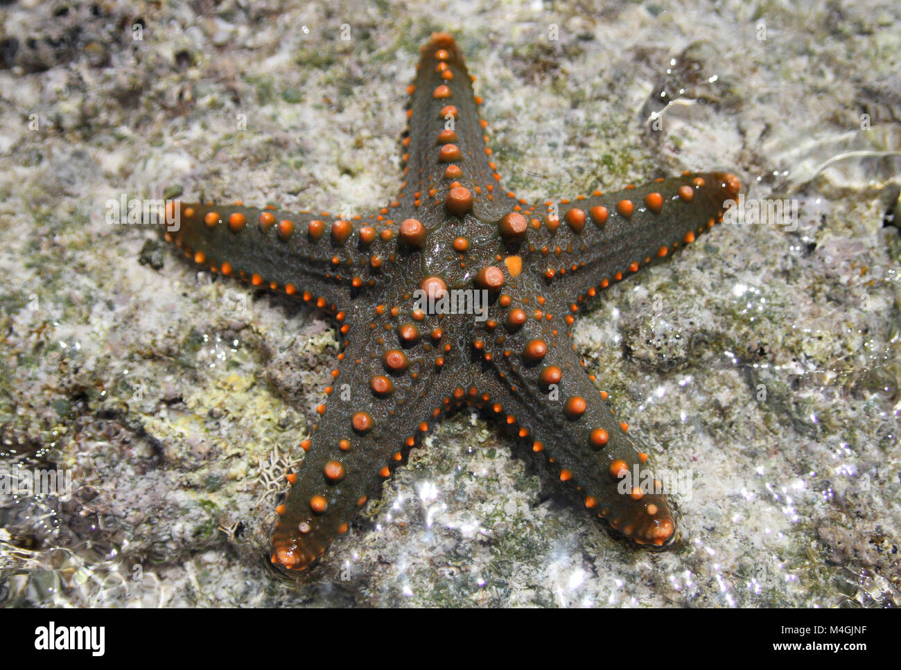 Yellow star fish hi-res stock photography and images - Alamy