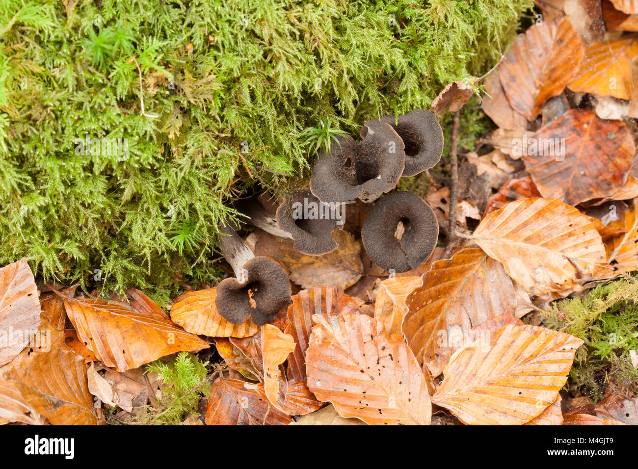 The Horn of Plenty is a wild and sought after edible fungi that grows ...