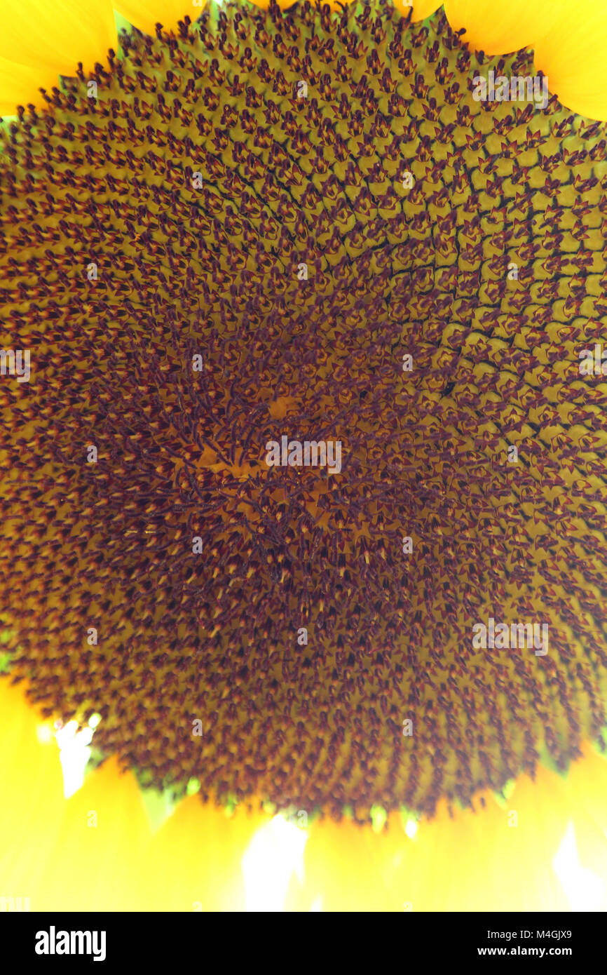 Indian sunflower seeds hi-res stock photography and images - Alamy