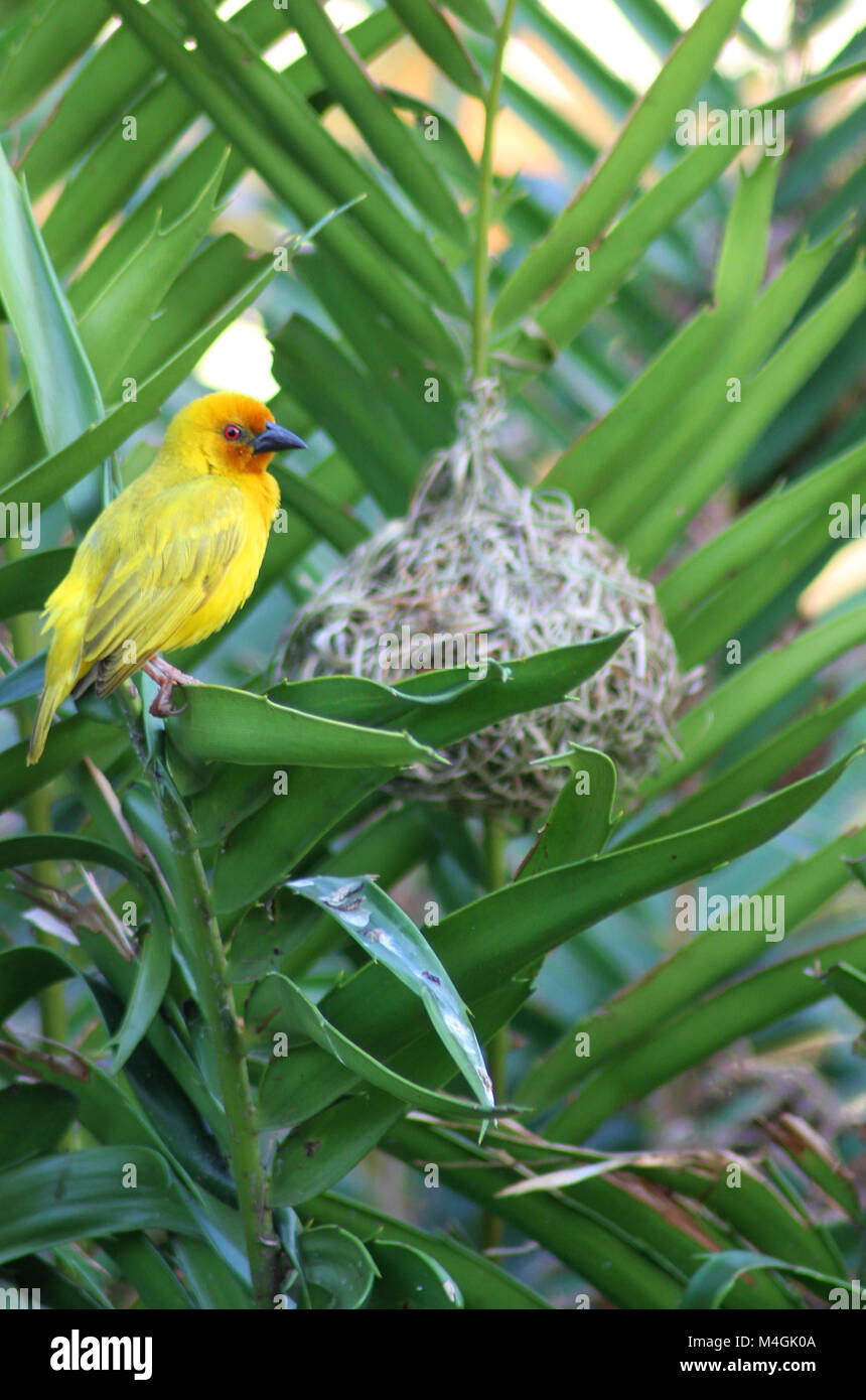 Eastern Golden Weaver, Ploceus subaureus, Zanzibar, Tanzania Stock ...