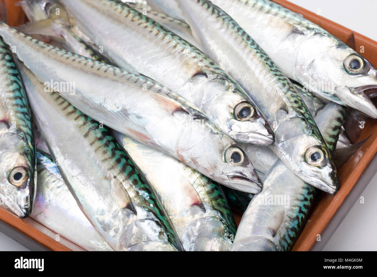 Mackerel caught from Chesil beach. They come inshore at Chesil Beach in ...