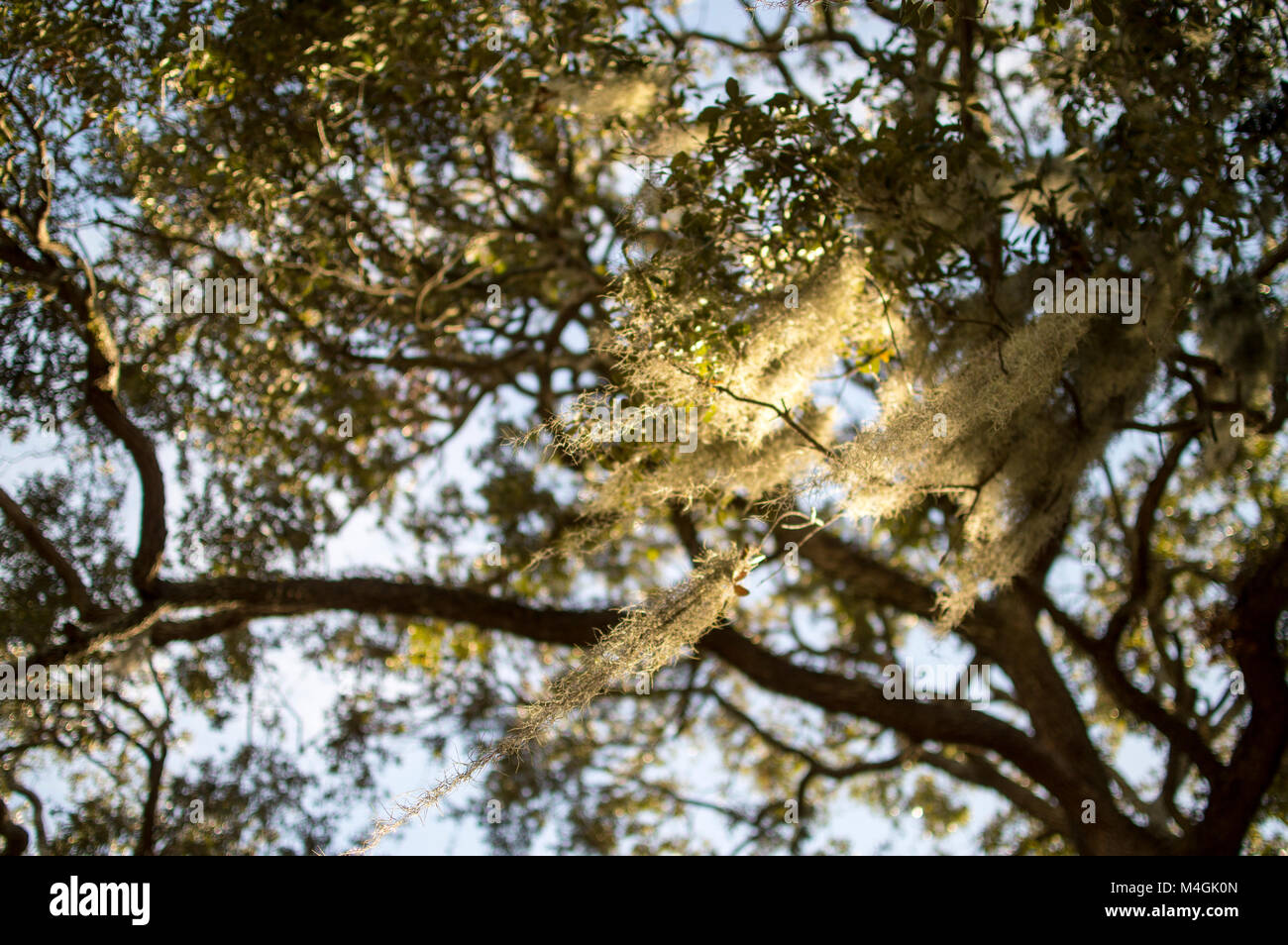 Spanish moss hanging from trees in Savannah Stock Photo - Alamy
