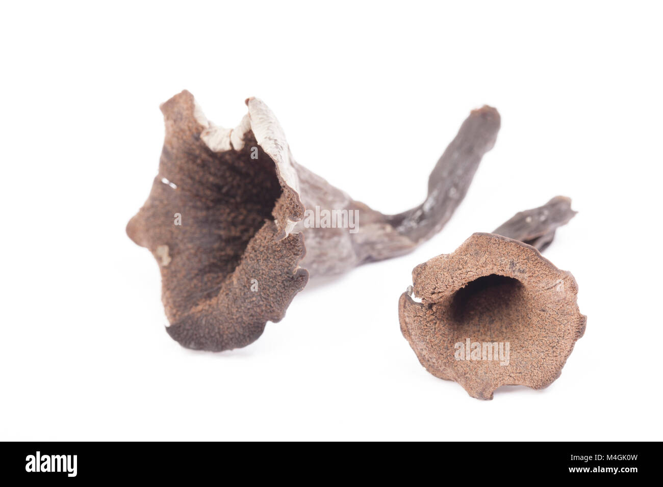The Horn of Plenty is a wild and sought after edible fungi that grows ...
