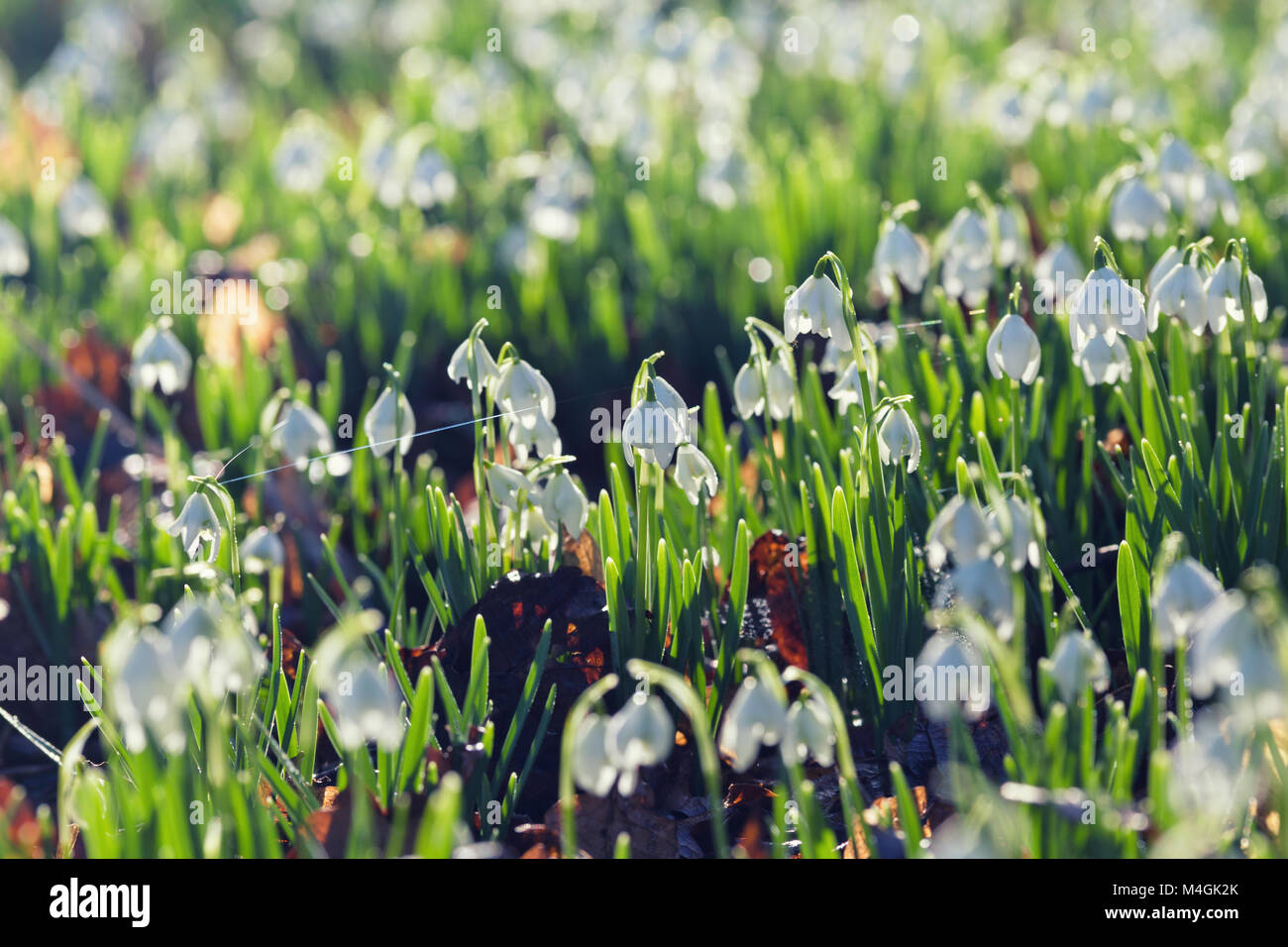 Wild Snowdrops flowers in full bloom covered in morning dew Stock Photo ...