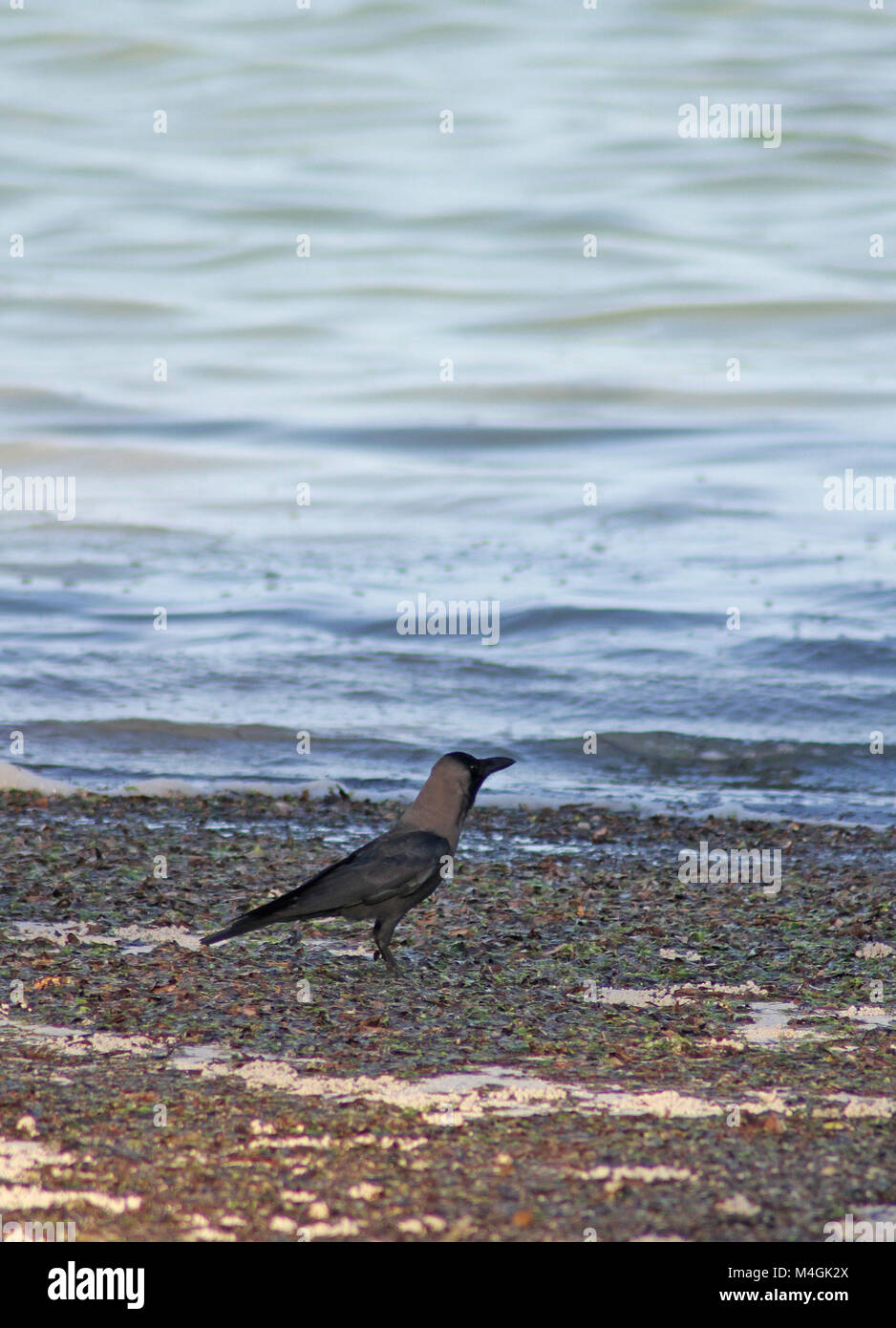 House crows africa hi-res stock photography and images - Alamy