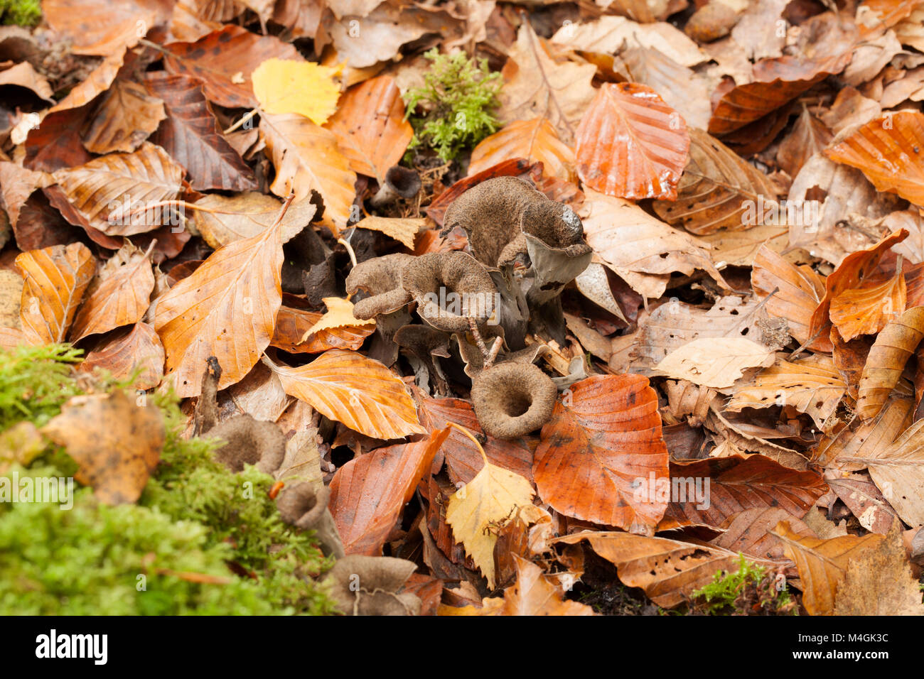 The Horn of Plenty is a wild and sought after edible fungi that grows ...