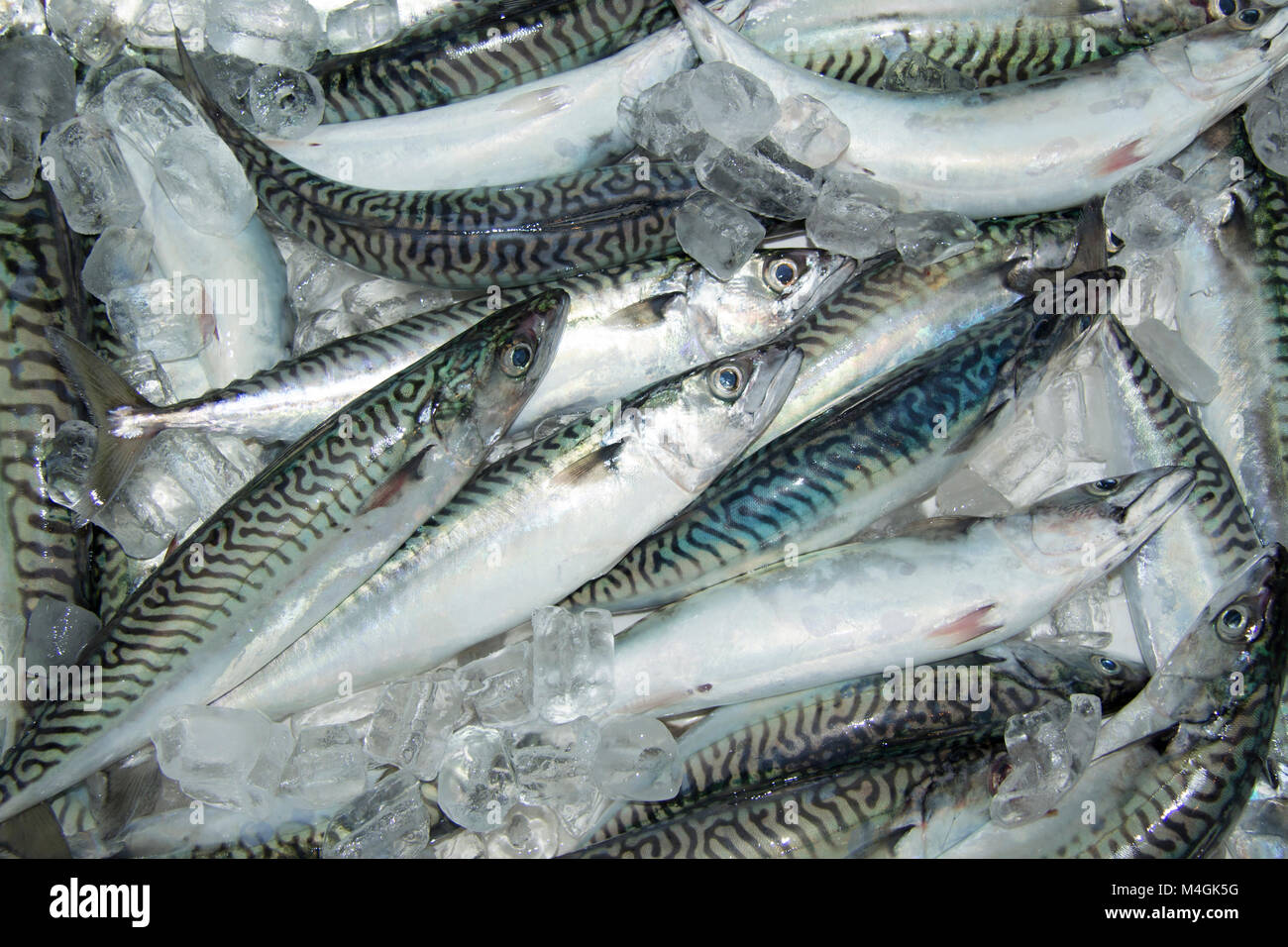 A mackerel caught with feathers hi-res stock photography and images - Alamy
