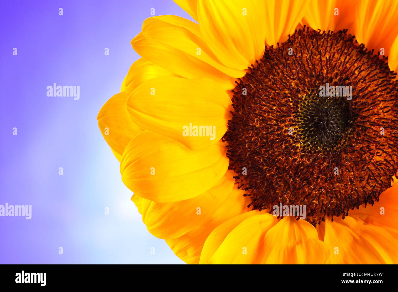 Sunflower close up with blue background Stock Photo - Alamy