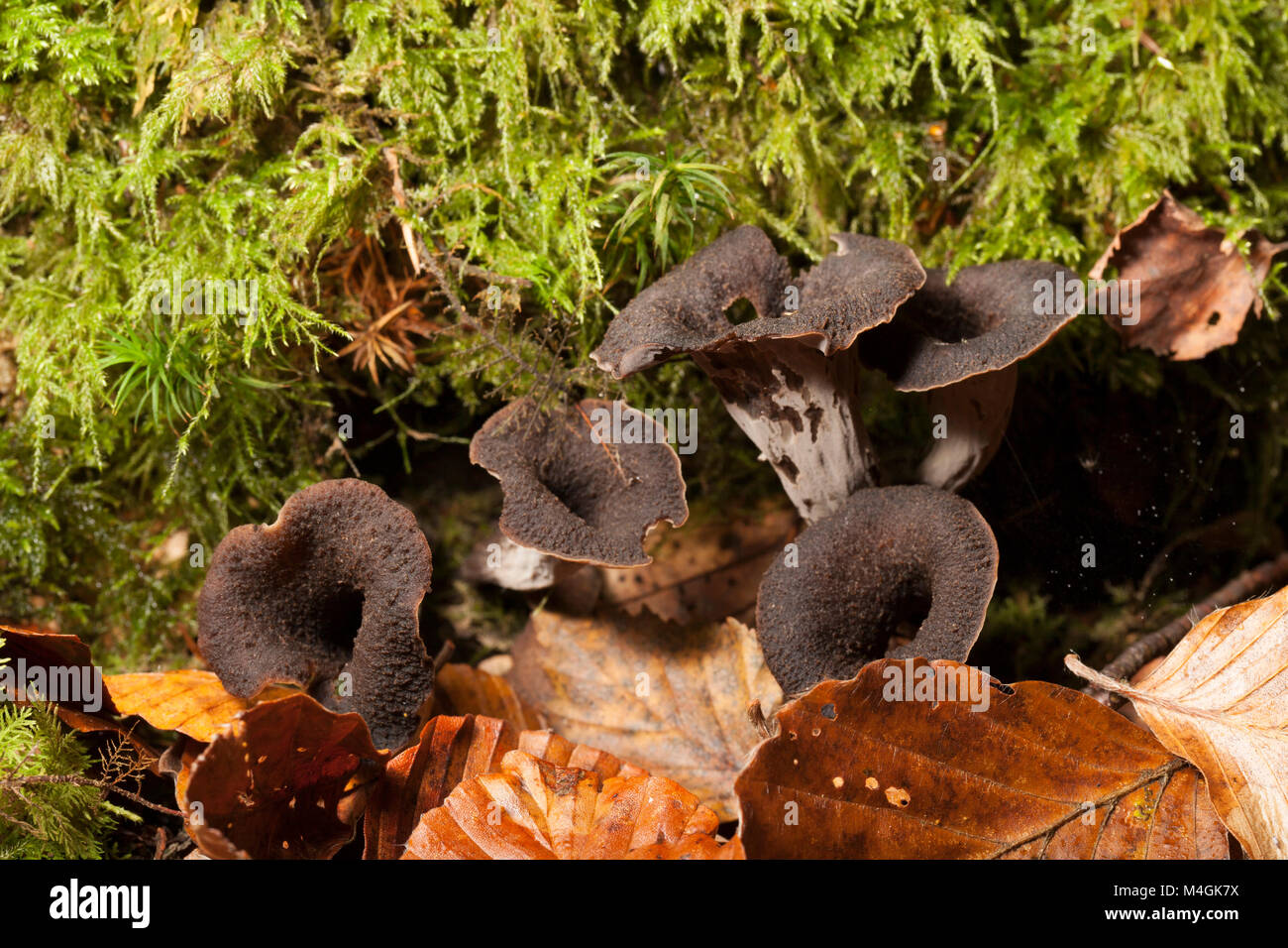 The Horn of Plenty is a wild and sought after edible fungi Stock Photo ...