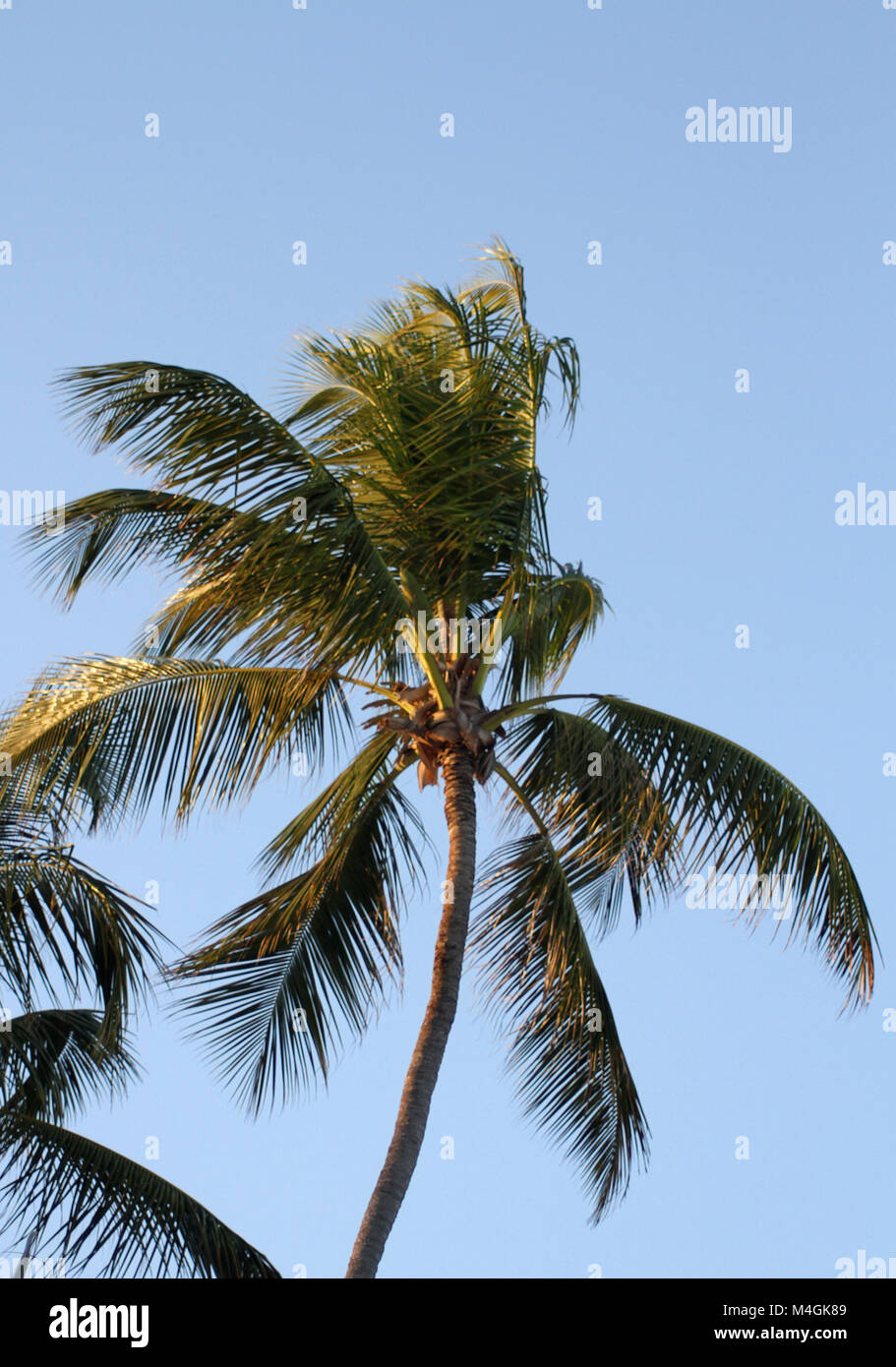 Tanzania beach zanzibar island palm hi-res stock photography and images ...