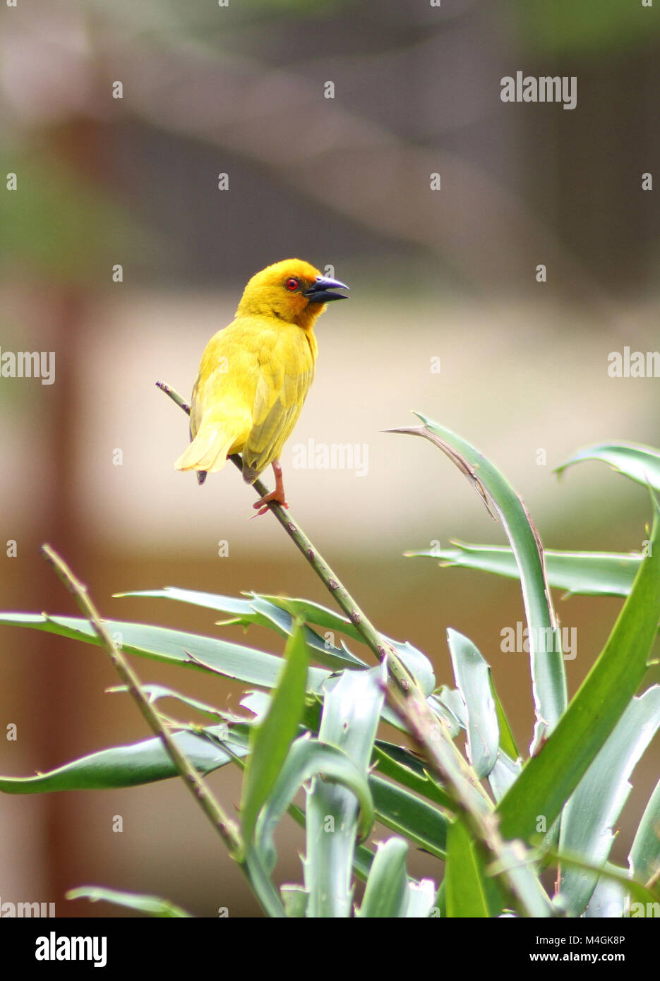Eastern Golden Weaver, Ploceus subaureus, Zanzibar, Tanzania Stock ...