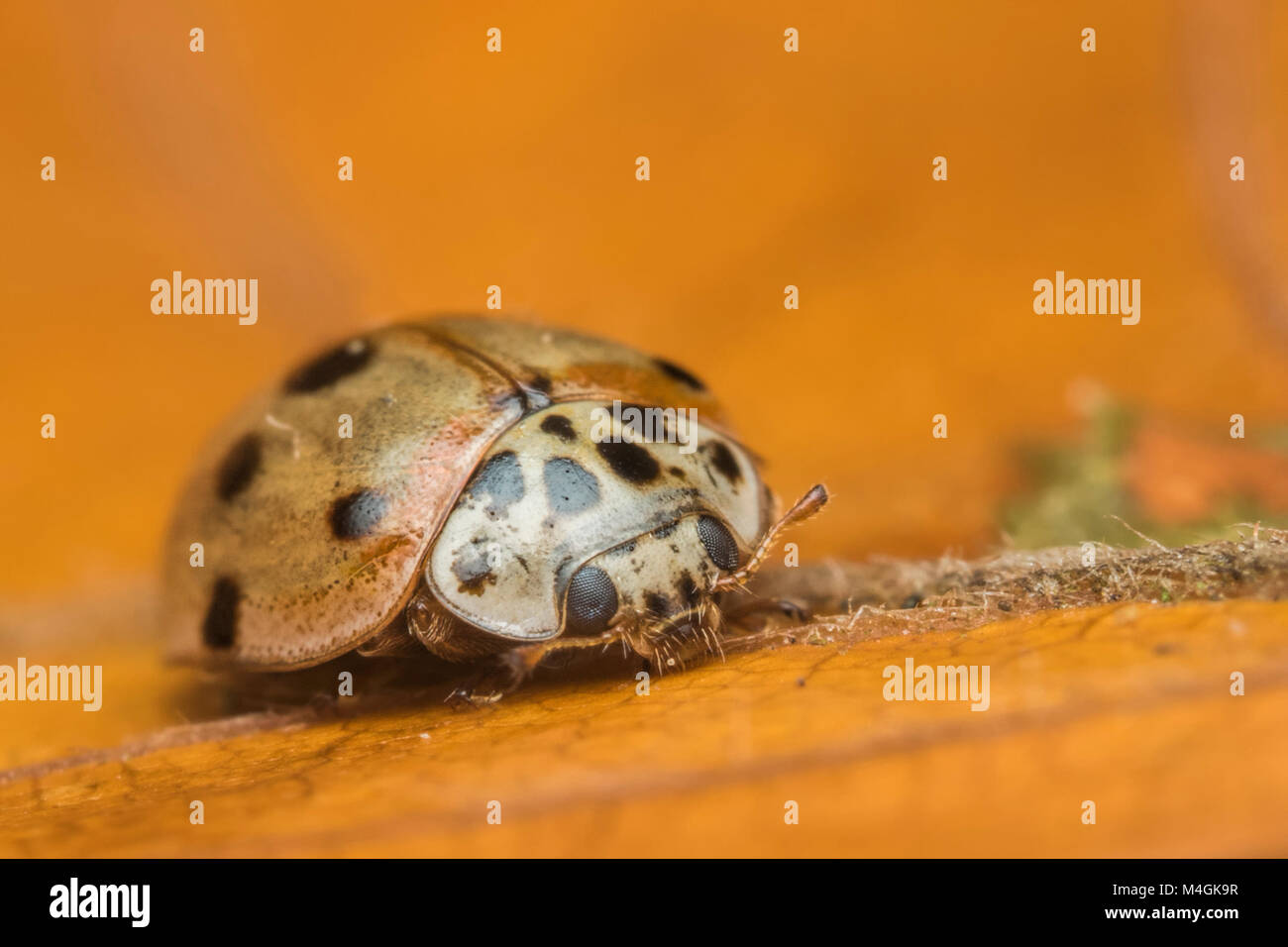 10-spot Ladybird (Adalia decempunctata) at rest on a fallen leaf ...