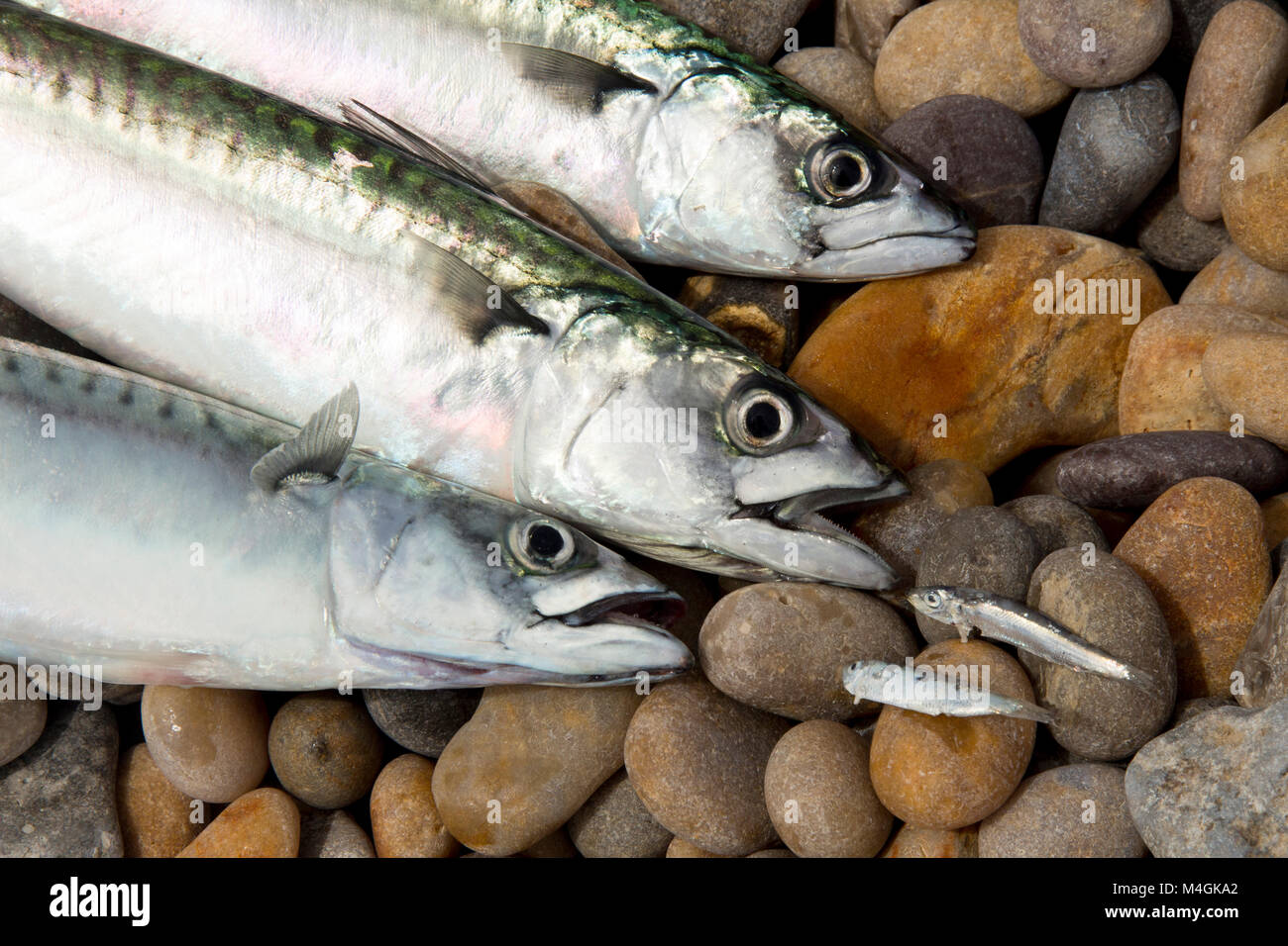 Mackerel come inshore at Chesil Beach in Dorset UK in the Springtime ...