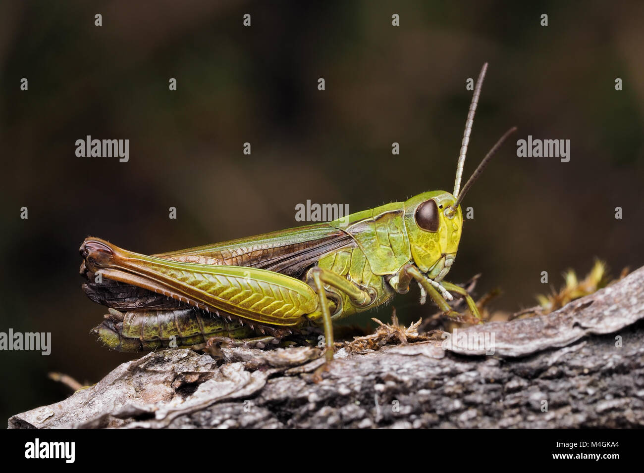 Common green grasshopper (Omocestus viridulus) resting on a branch ...